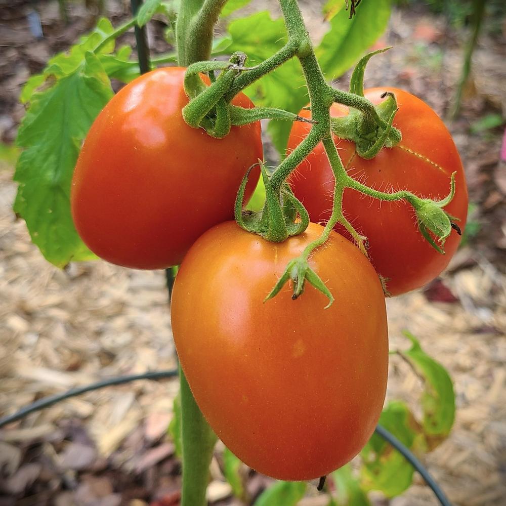 Photo of the fruit of Tomato (Solanum lycopersicum 'Roma VF') posted by ...