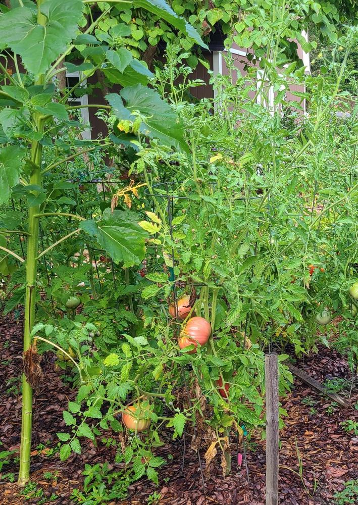 Photo of the entire plant of Tomato (Solanum lycopersicum 'Bell's ...
