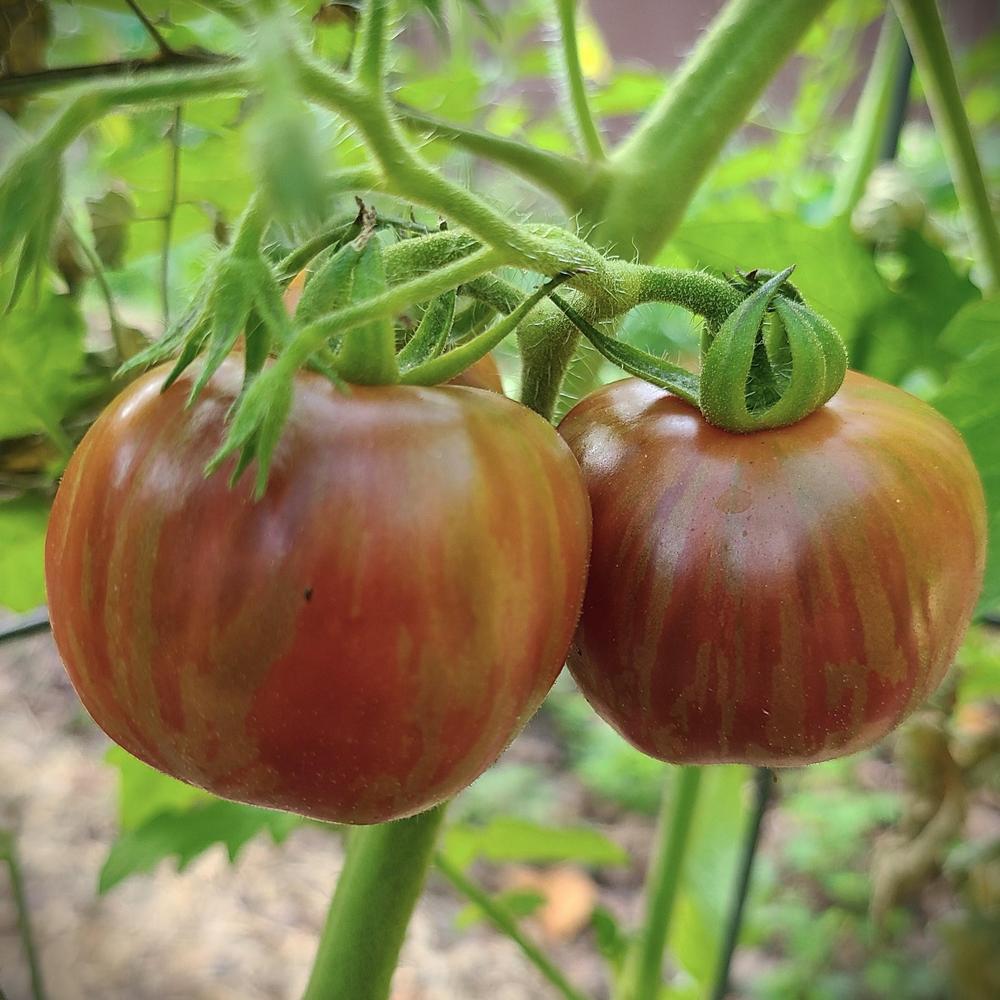 Photo of the fruit of Tomato (Solanum lycopersicum 'Black Vernissage ...
