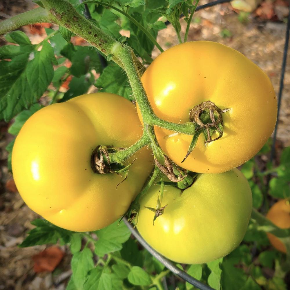 Photo of the fruit of Tomato (Solanum lycopersicum 'Lemon Boy Plus ...
