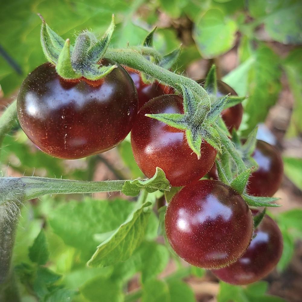Photo of the fruit of Tomato (Solanum lycopersicum 'Indigo Blue Berries ...