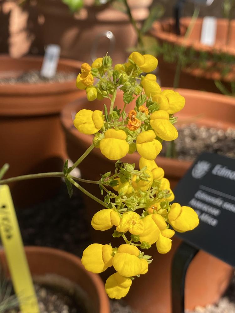 Photo of the bloom of Pocketbook Plant (Calceolaria integrifolia ...