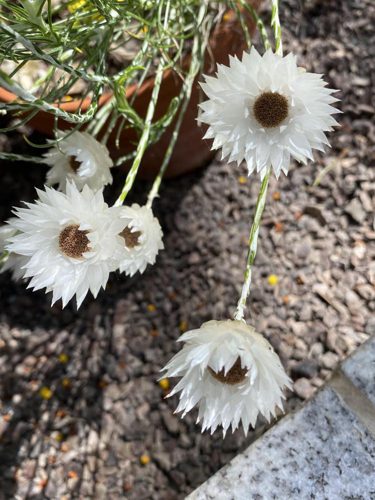 Photo of the bloom of Edmondia sesamoides posted by SL_gardener ...