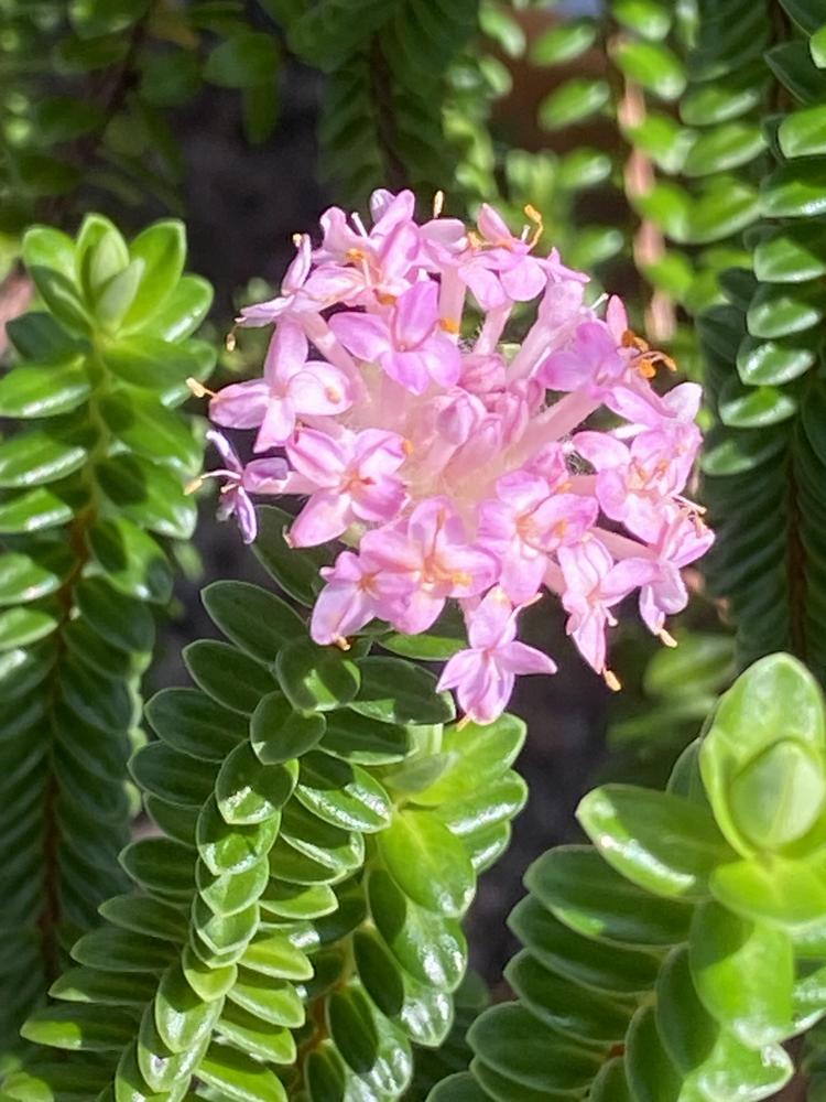 Photo of the bloom of Pink Rice Flower (Pimelea ferruginea) posted by ...