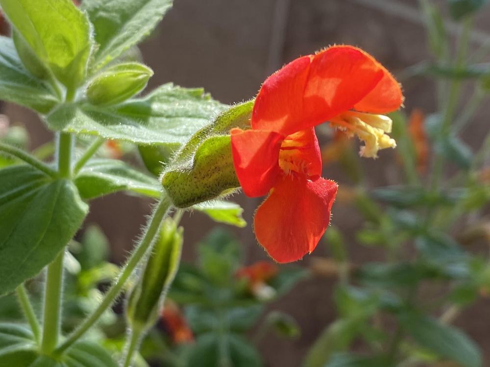 Photo of the bloom of Scarlet Monkey Flower (Erythranthe cardinalis ...