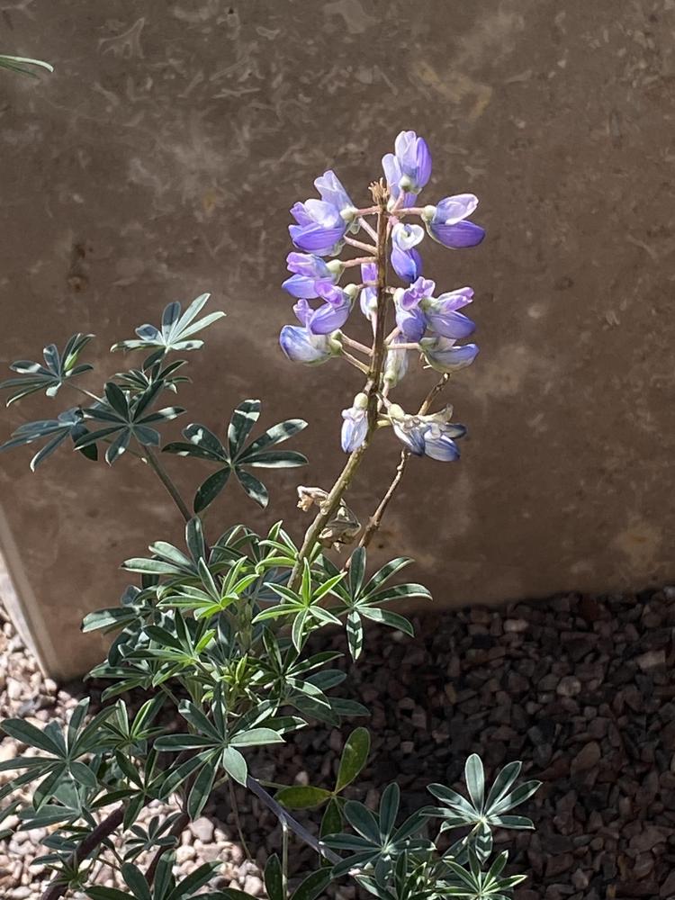 Photo of the bloom of Riverbank lupine (Lupinus rivularis) posted by SL ...