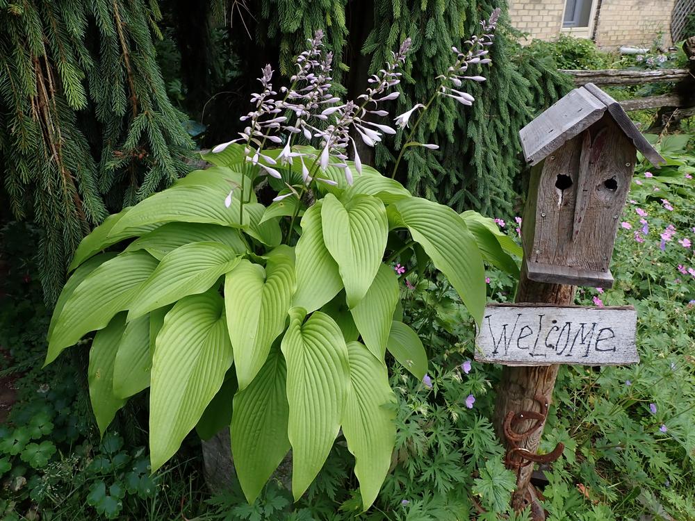 Hosta 'Jade Cascade' in the Hostas Database - Garden.org