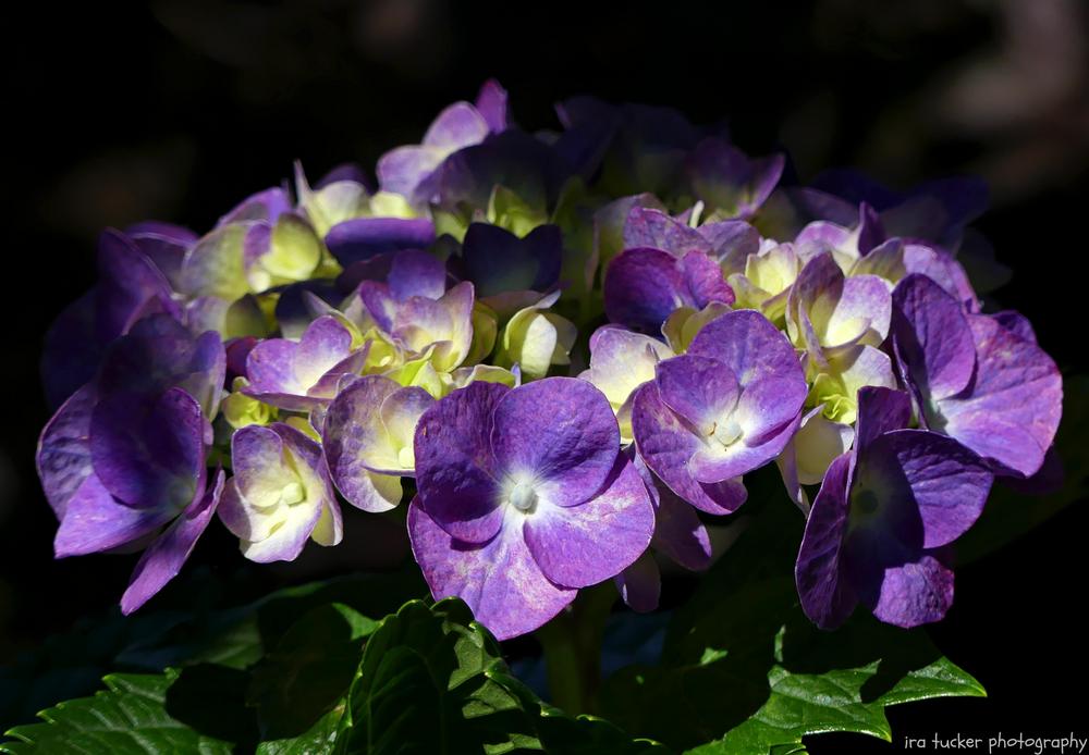 Bigleaf Hydrangea (Hydrangea macrophylla 'Cardinal Red') in the ...