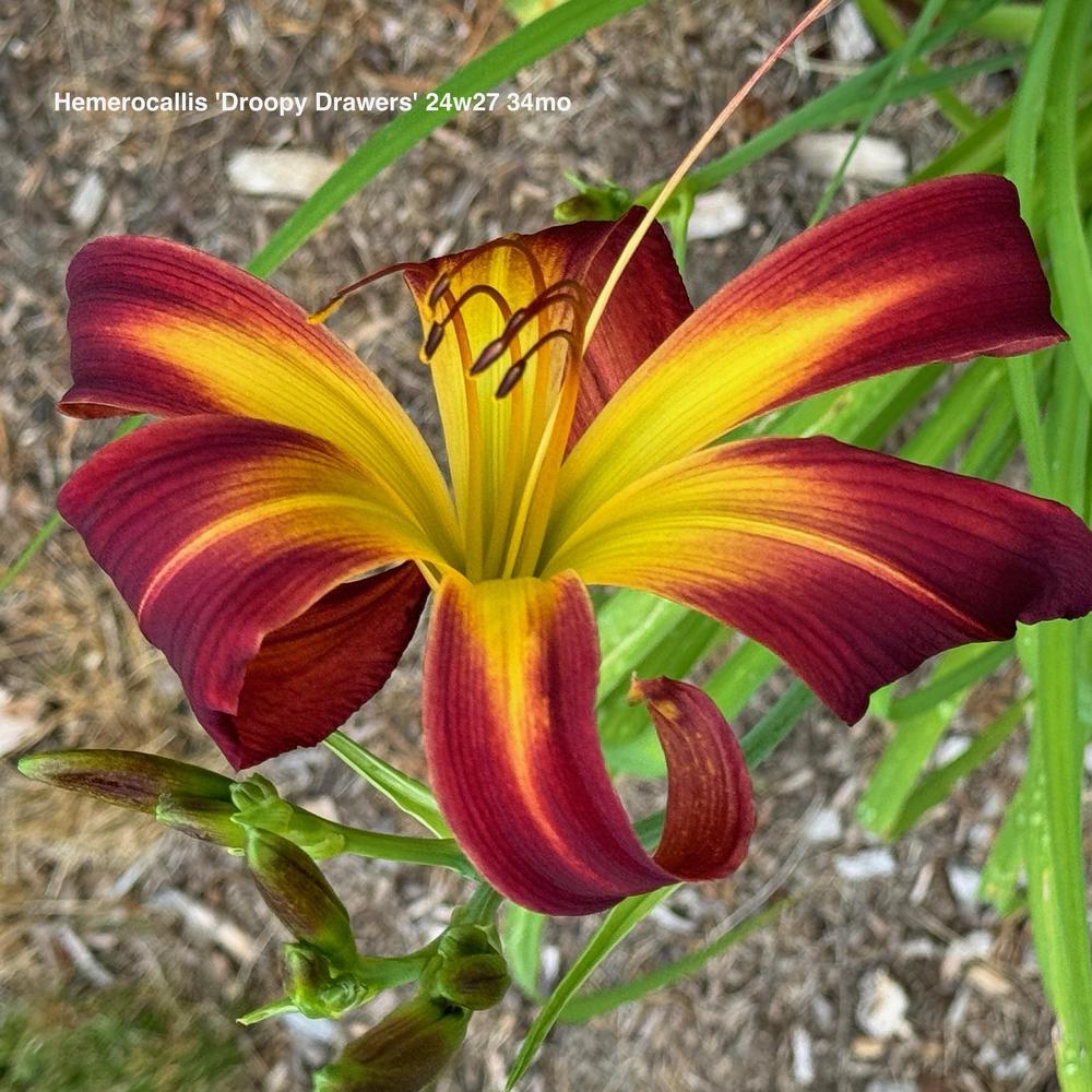 Photo of the bloom of Daylily (Hemerocallis 'Droopy Drawers') posted by ...
