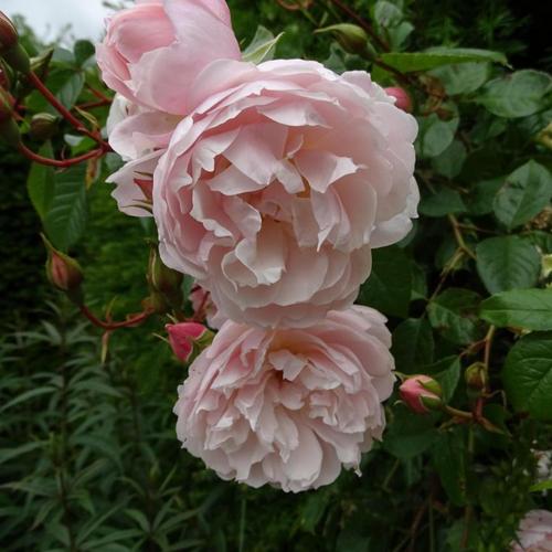 Rose (Rosa 'The Generous Gardener') in the Roses Database - Garden.org