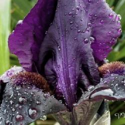 Tall Bearded Iris (Iris 'Sable Night') in the Irises Database - Garden.org