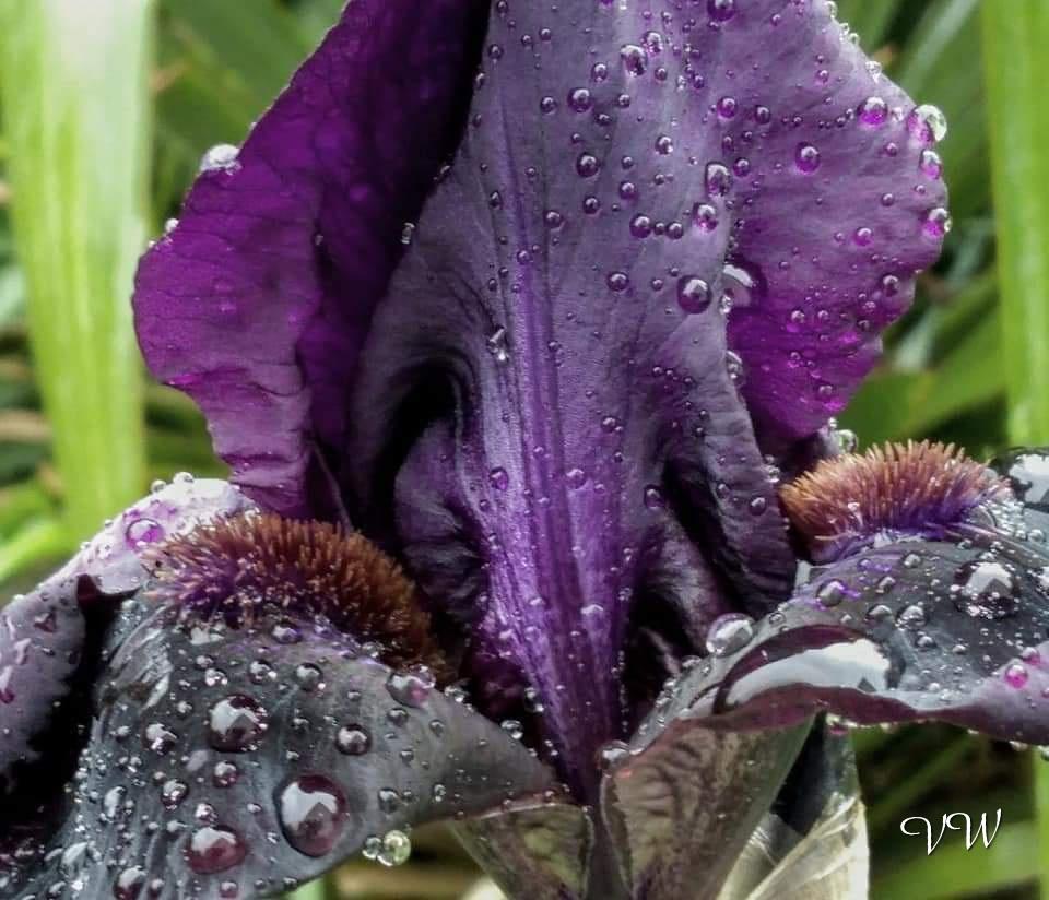 Photo of the bloom of Tall Bearded Iris (Iris 'Sable Night') posted by ...