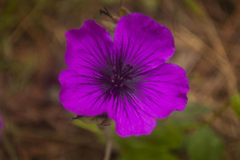 Photo of the bloom of Cranesbill (Geranium 'Dragon Heart') posted by ...