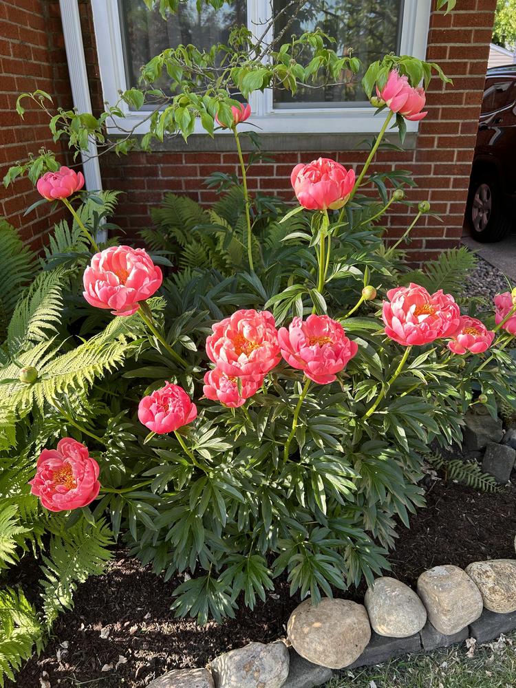 The Green Pages: White Flower Farm - Garden.org