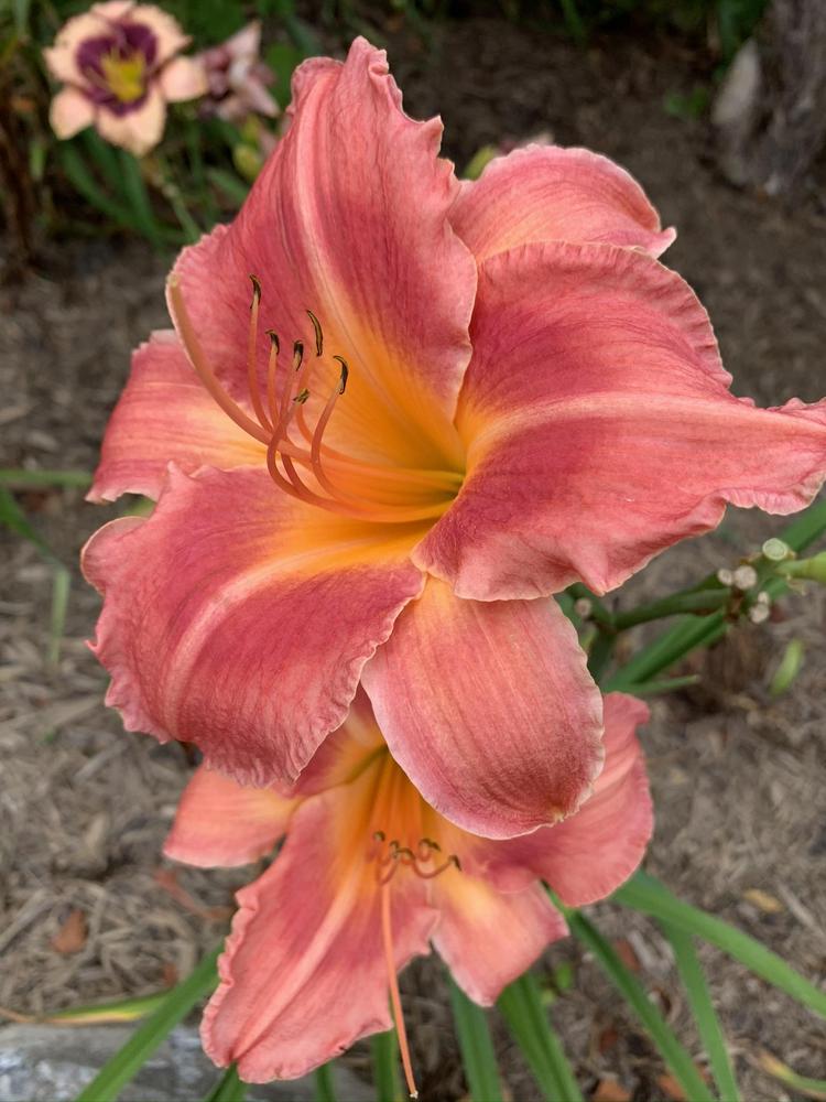 Photo of the bloom of Daylily (Hemerocallis 'Persian Market') posted by ...