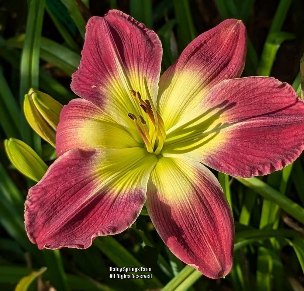 Photo of the bloom of Daylily (Hemerocallis 'Sharon's Delight') posted ...