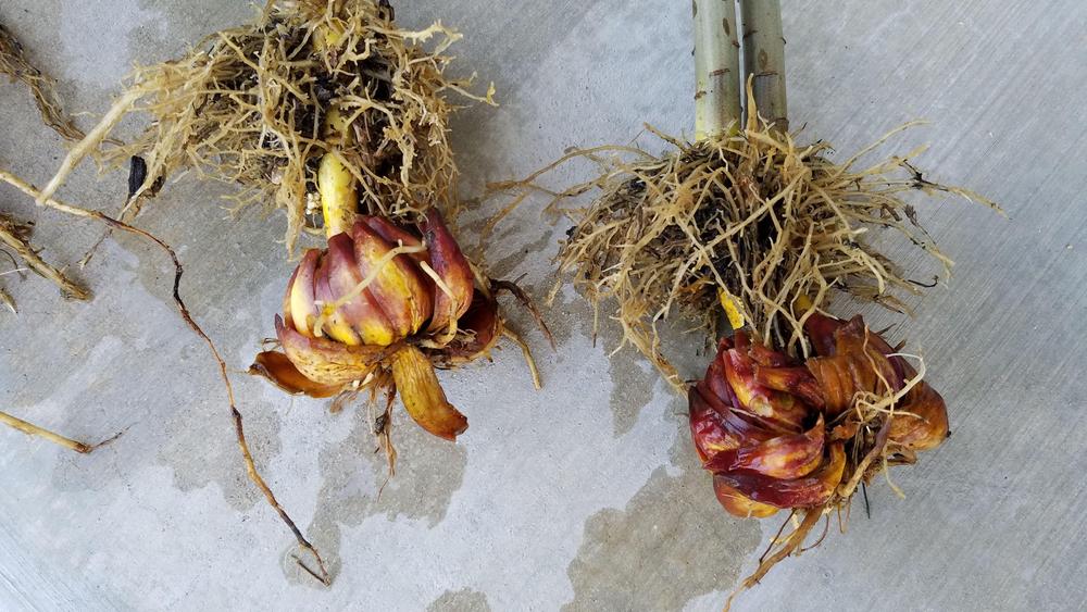 Bulb Division or Not? in the Lilies forum - Garden.org