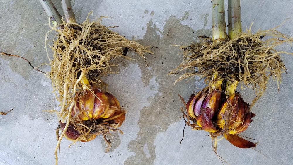 Bulb Division or Not? in the Lilies forum - Garden.org