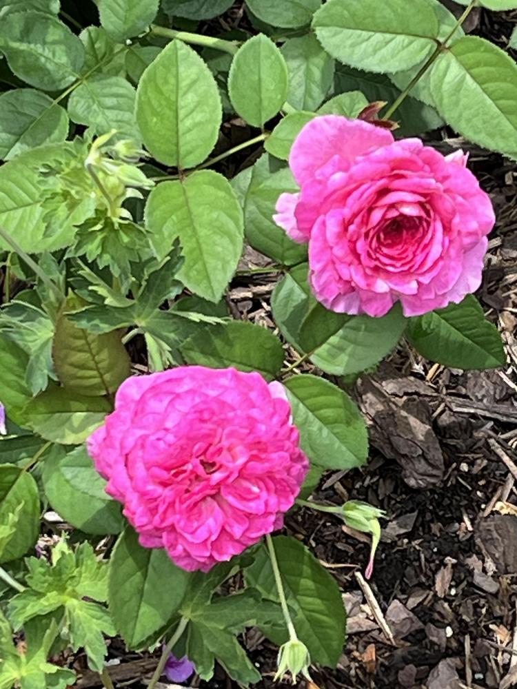 Photo of the bloom of Rose (Rosa 'Raspberry Cupcake') posted by Silvana ...