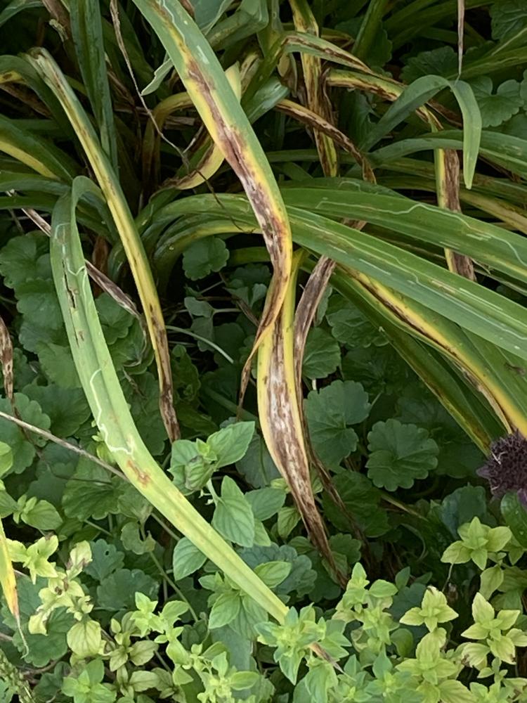 daylily leaf streak or rust? in the Daylilies forum - Garden.org