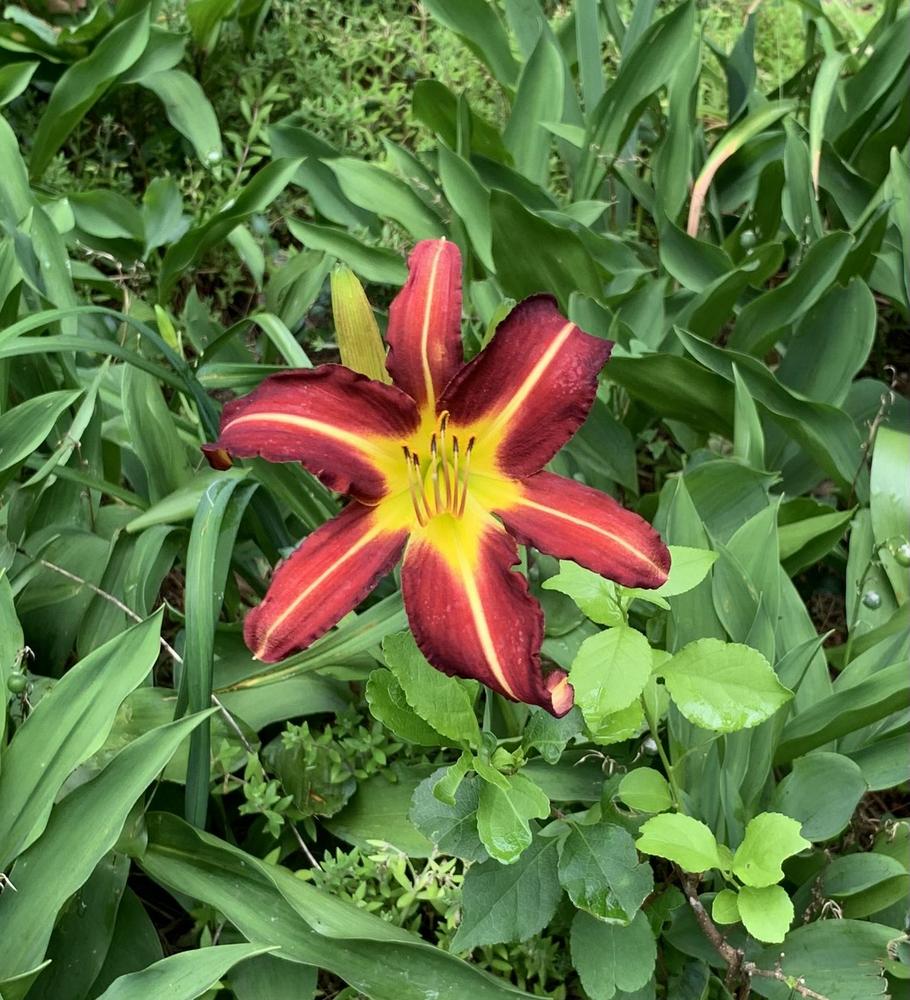 Daylily (Hemerocallis 'Libby Finch') in the Daylilies Database - Garden.org