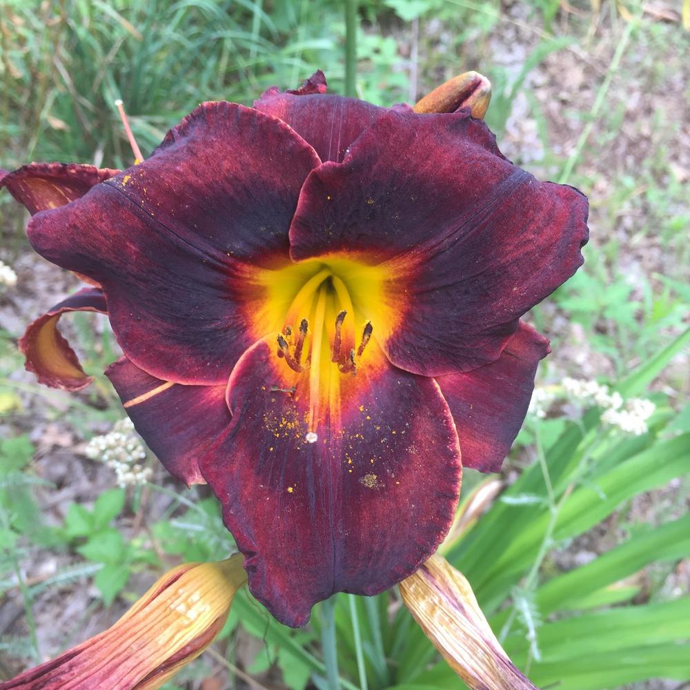 Photo of the bloom of Daylily (Hemerocallis 'Midnight Magic') posted by karenesbitk - Garden.org