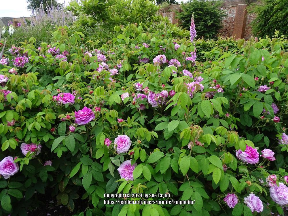 Photo of the entire plant of Rose (Rosa 'President de Seze') posted by ...