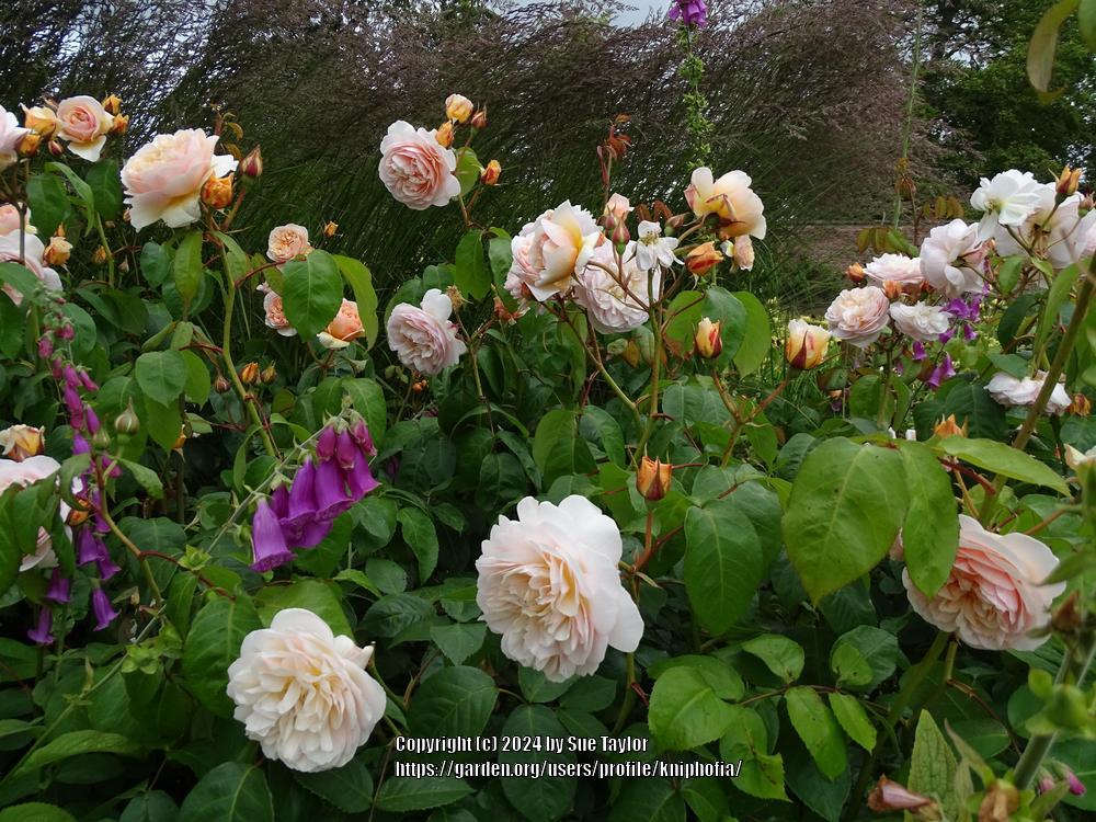 Photo of the entire plant of Rose (Rosa 'Sweet Juliet') posted by ...