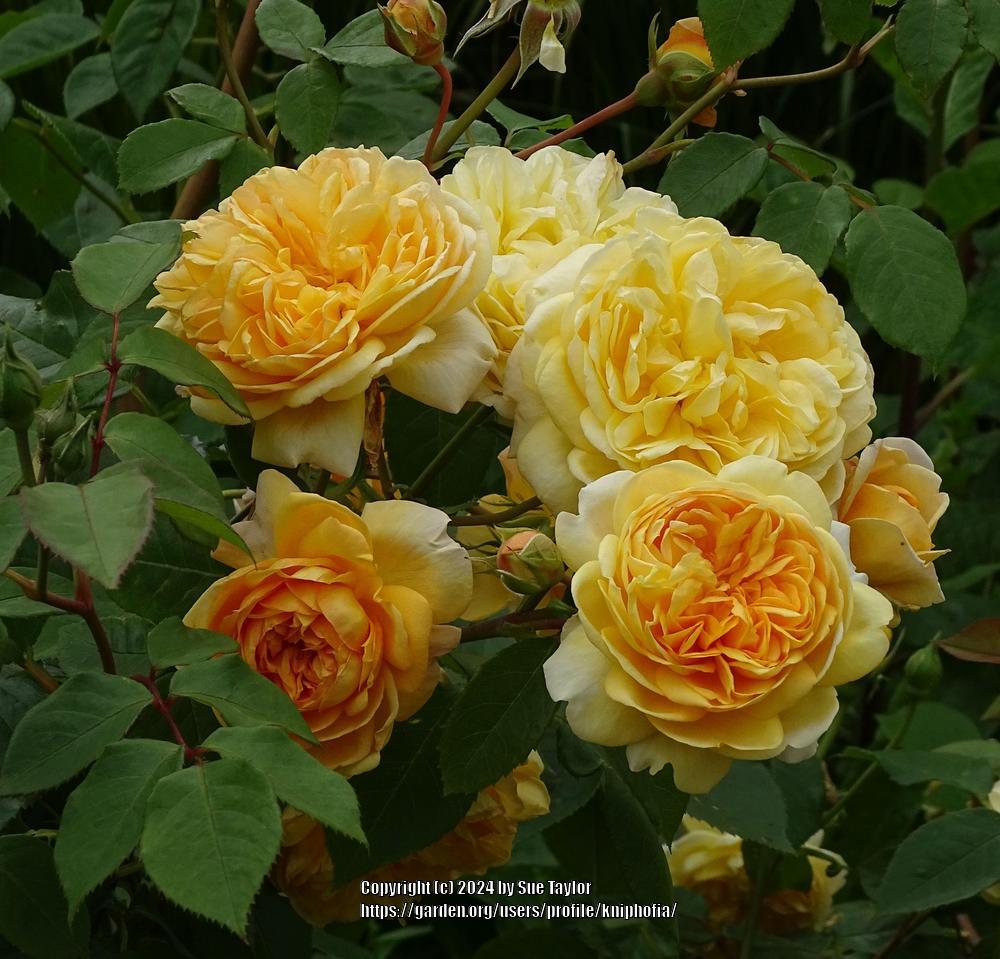 Rose (Rosa 'Bring Me Sunshine') in the Roses Database - Garden.org