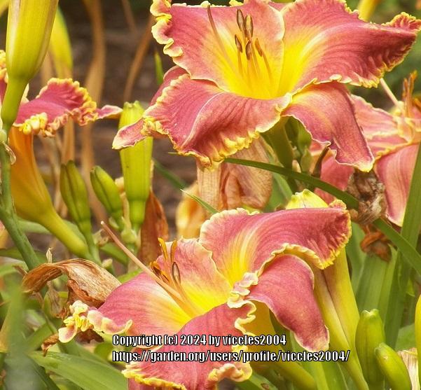 Photo of the bloom of Daylily (Hemerocallis 'Spacecoast Royal Ransom ...