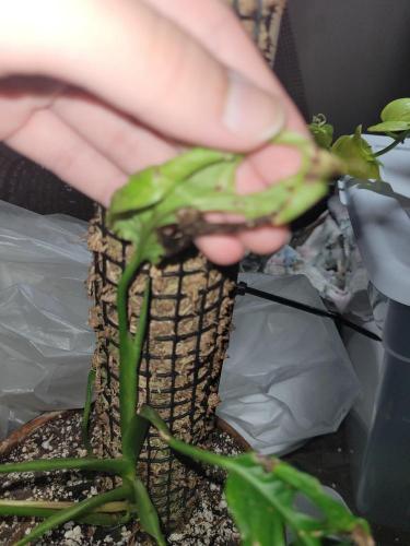 Rhaphidophora tetrasperma and monstera adansonii - yellowing leaves ...