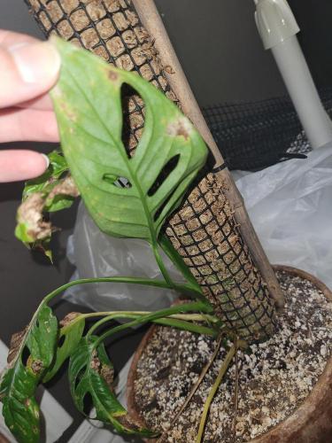 Rhaphidophora tetrasperma and monstera adansonii - yellowing leaves ...