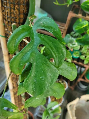Rhaphidophora tetrasperma and monstera adansonii - yellowing leaves ...