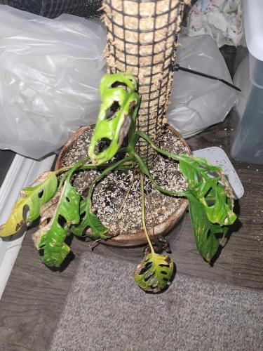 Rhaphidophora tetrasperma and monstera adansonii - yellowing leaves ...