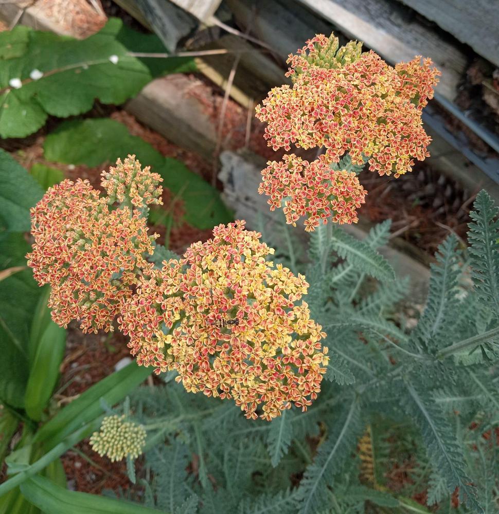Yarrow (Achillea millefolium 'Orange Queen') in the Yarrows Database ...