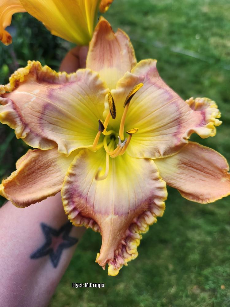 Photo of the bloom of Daylily (Hemerocallis 'Lavender Lighthouse ...