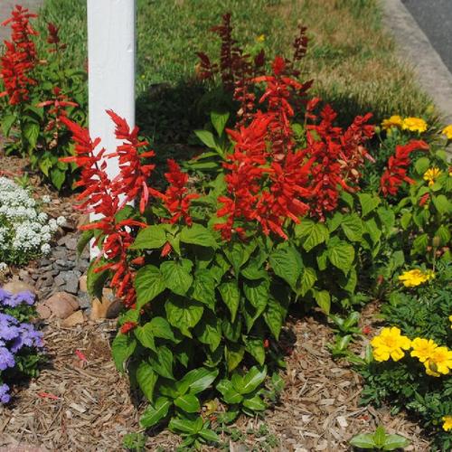 Salvia (Salvia splendens 'Lighthouse Red') in the Salvias Database ...