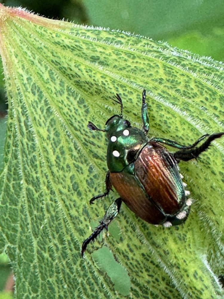 Japanese Beetles Are Horrible This Year in the Roses forum - Garden.org