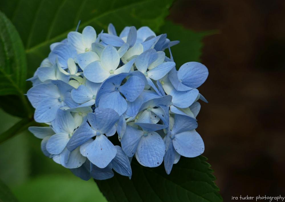 Photo of the bloom of Hydrangea (Hydrangea macrophylla Endless Summer ...