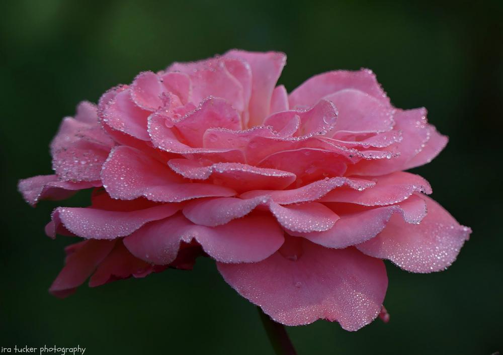 Photo of the bloom of Rose (Rosa 'Sexy Rexy') posted by drirastucker ...