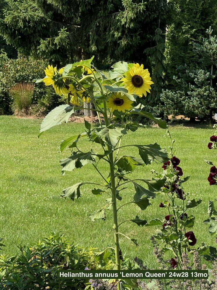 Photo of the entire plant of Sunflower (Helianthus annuus 'Lemon Queen ...