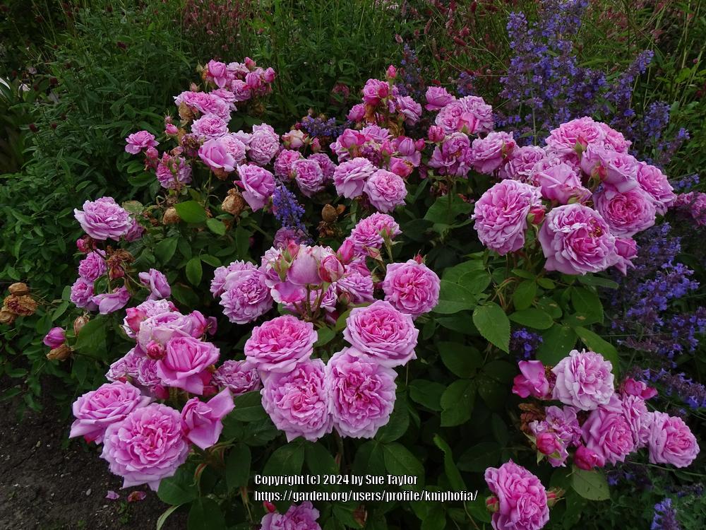 Photo of the entire plant of Rose (Rosa 'Comte de Chambord') posted by ...