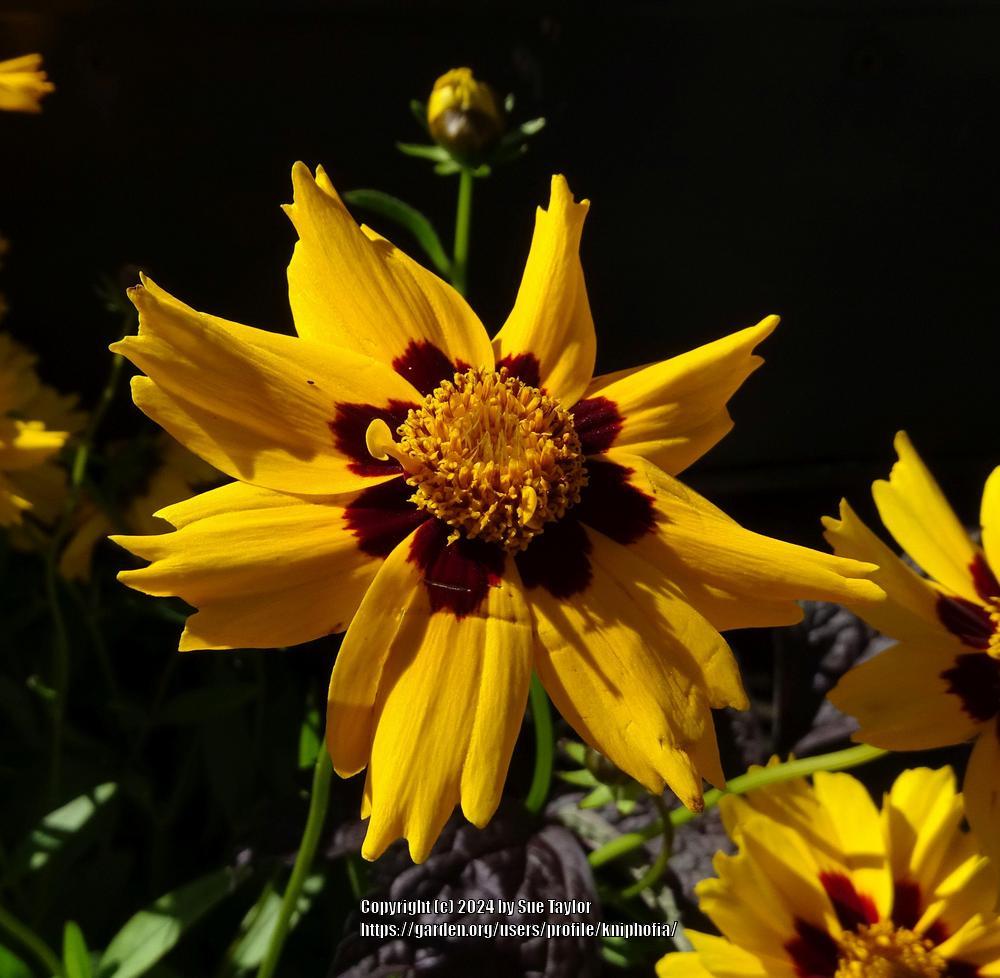 Lanceleaf Coreopsis (Coreopsis lanceolata 'Sterntaler') in the ...