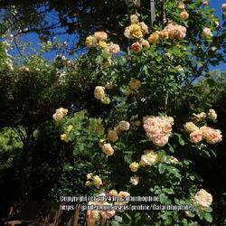 Rose (Rosa 'Alchymist') in the Roses Database - Garden.org