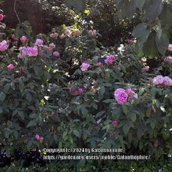 Rose (Rosa 'Marchesa Boccella') in the Roses Database - Garden.org