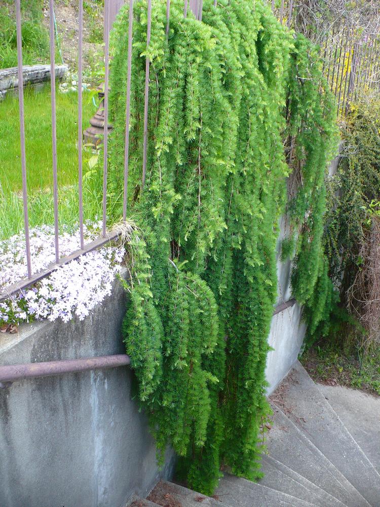 Photo of the entire plant of Weeping Larch (Larix decidua 'Pendula ...