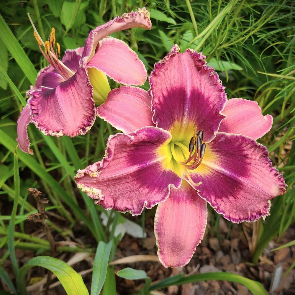 Photo of the stamens, filaments and pistils of Daylily (Hemerocallis ...