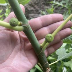 Figs: Collection of Varieties - Garden.org