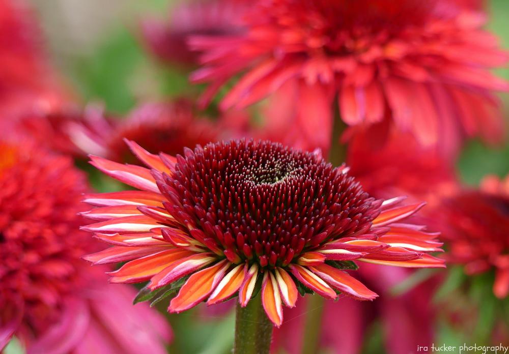 Coneflower (Echinacea 'Raspberry Deluxe') in the Coneflowers Database ...