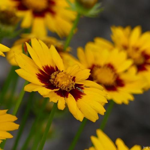 Tickseed (Coreopsis grandiflora Solanna™ Sunset Bright) in the ...